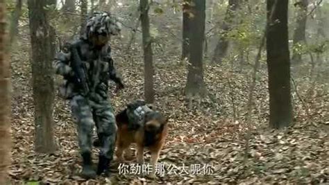 我是特种兵之利刃出鞘：李二牛制服军犬，居然升级当了“狗爸爸”高清1080p在线观看平台腾讯视频