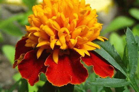 Бархатцы: фото сортов с названиями, описание и виды многолетних ...