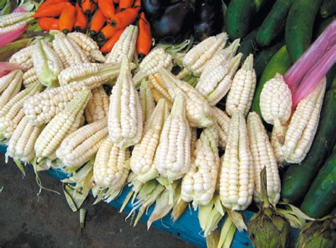 Biotecnología Y Seguridad Alimentaria Reporte Ciencia Uanl