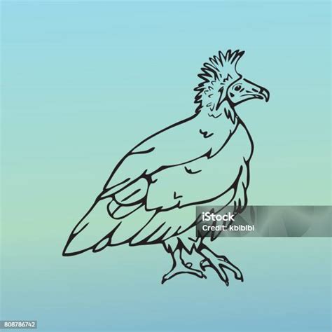 손으로 그린 연필 그래픽 독수리 독수리 Osprey 팔 콘 호크 새 프레데터 이집트대머리수리에 대한 스톡 벡터 아트 및 기타 이미지 이집트대머리수리 Karkar