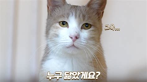길에서는 평범했던 고양이가 집냥이 되고나니 영화배우 닮았대요 베베식당 뉴페이스 등장 쫀니와 쪼꼬미들 🏝️베베집사