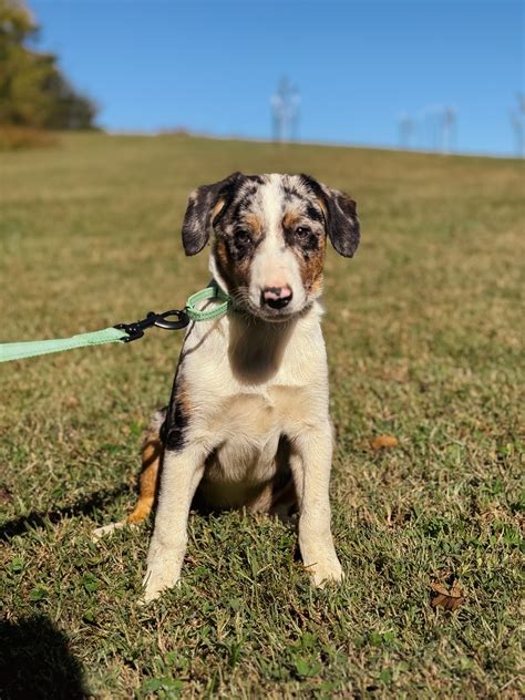 Snickers Da Vincis Dream