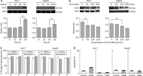 Hypoxia Induced Ca Ix Expression And The Effect Of Its Inhibition In
