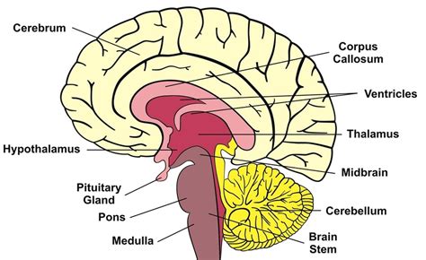 define the terms used to describe brain anatomy