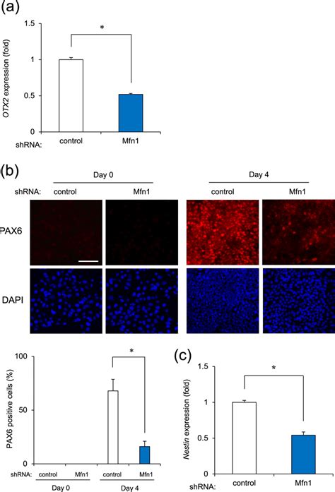 Mfn1 Knockdown Inhibits Neural Differentiation Of Ipscs Ac Cells