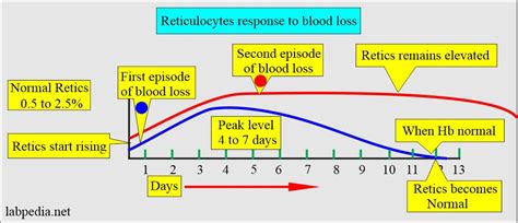 Reticulocyte Count Retic Count And Interpretations