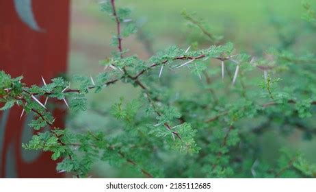 Long Thorns Images Stock Photos Vectors Shutterstock