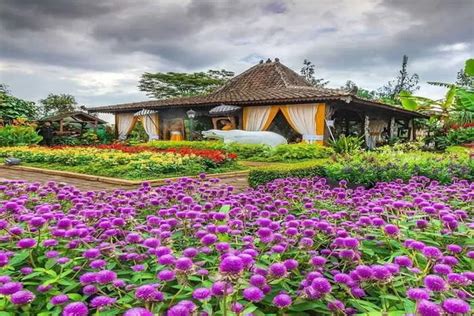 5 Jenis Tanaman Begonia Untuk Pekarangan Rumah Yang Cantik Flores News