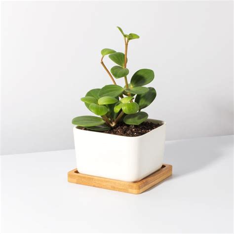 Peperomia Hope Trailing Jade Plant