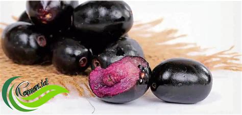Jamblang Buah Mirip Anggur Yang Mulai Langka Yang Banyak Manfaatnya