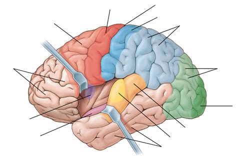 Cortex Diagram Quizlet