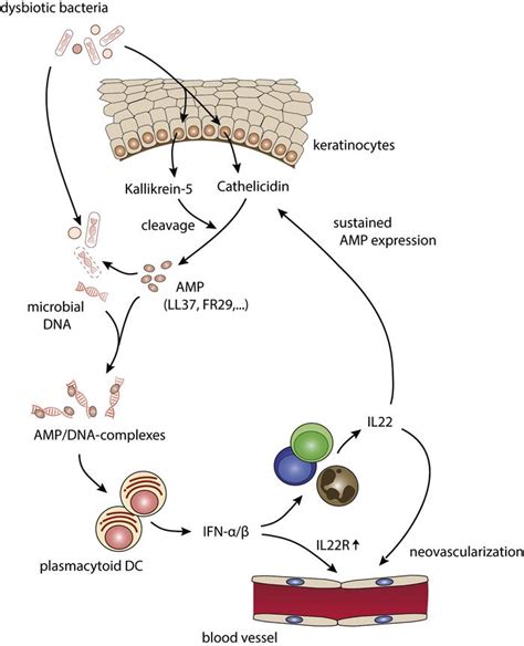 Jci Insight Type I Interferons Link Skin Associated Dysbiotic