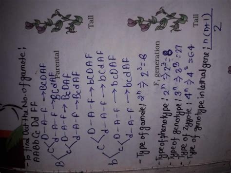 How Many Different Kinds Of Gametes Can Anorganism Of Genotype Aabbcc