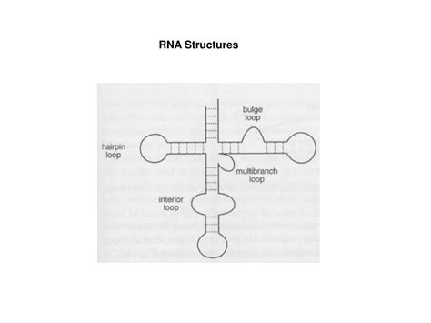 Ppt Rna Structure Prediction Powerpoint Presentation Free Download