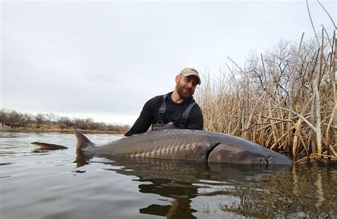 Giant Quest Idahos White Sturgeon