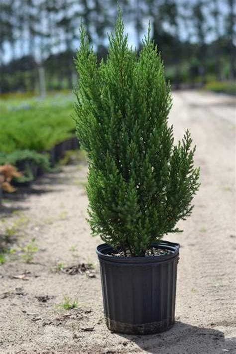 Spiny Greek Juniper Live Plant 4 Inch Pot Etsy