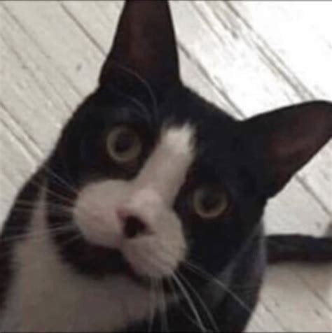Gato Cara De Pau Rhuestation