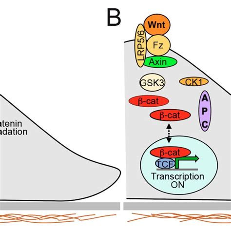 General View Of Wnt Signalling Pathway A In Absence Of Wnt Download Scientific Diagram