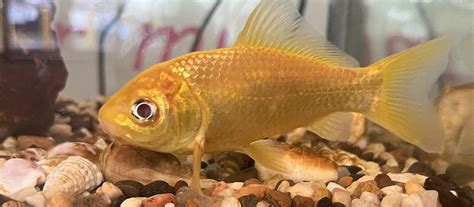 Parkmore Primary School