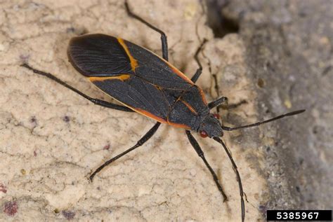 The True Bugs Insects In The Order Hemiptera