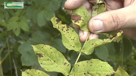 2 Common Tree Diseases Life Evolves Get The Latest News Here
