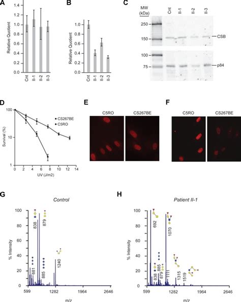 Impact Of The Ercc6 Mutations On Ercc6 Expression Cellular Response To Download Scientific
