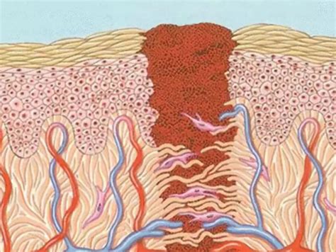 资讯 组织工程与再生医学网
