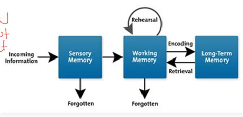 Cognitive Affective Processes T2 Flashcards Quizlet