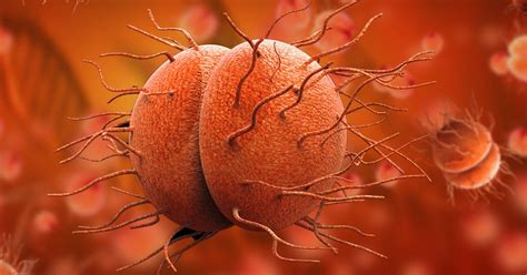 La Meningitis Y Sus Síntomas Miguel Isaac Khoury Siman