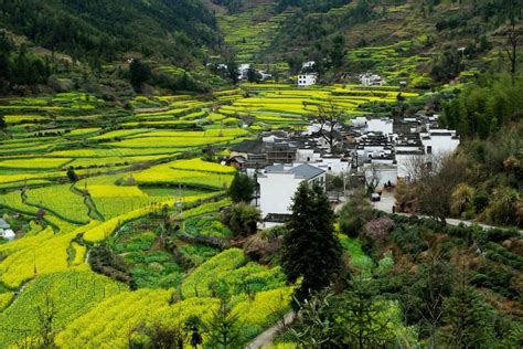 青砖瓦黄菜花走在婺源油菜花田中不知归 婺源旅游攻略 介绍婺源油菜花 婺源景点 婺源自助游中国最美的乡村