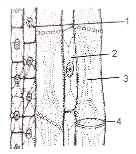 Tissues Goyal Brother Solutions Icse Class 9 Biology Ch 3 Icsehelp
