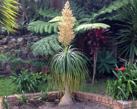 Beaucarnea Recurvata Gardensonline
