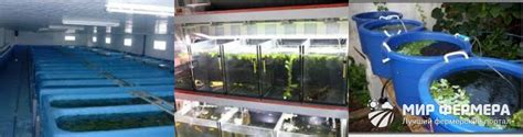 Выращивание и разведение креветок в домашних условиях