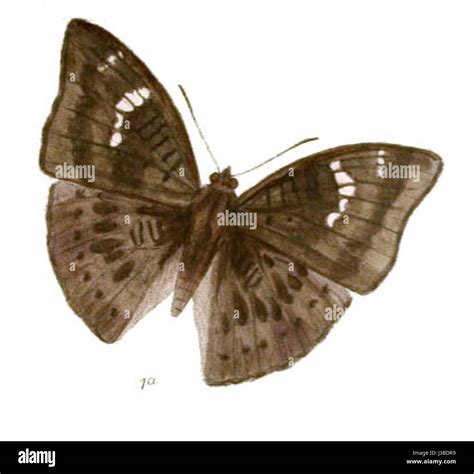 Euthalia Garuda 234 1a Is Likely A Reference To A Specimen Or Research