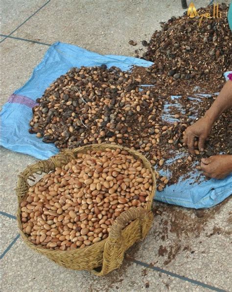 Discover The Traditional Argan Fruit Drying Process