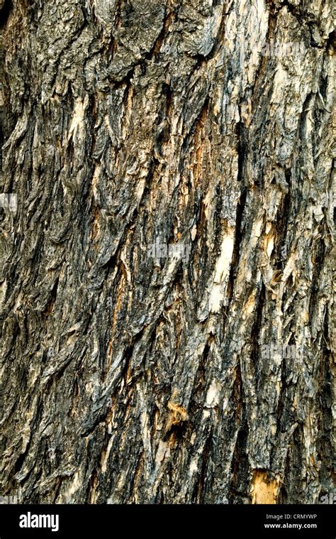 Usa Washington Omak Catalpa Trees Catalpa Speciosa Bark On Tree