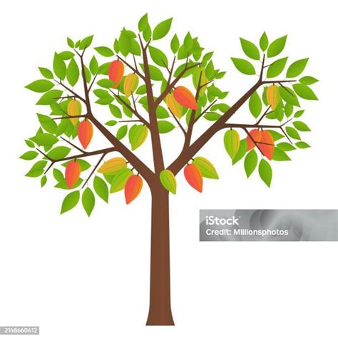Cocoa Tree With Cocoa Fruits Stock Illustration Download Image Now