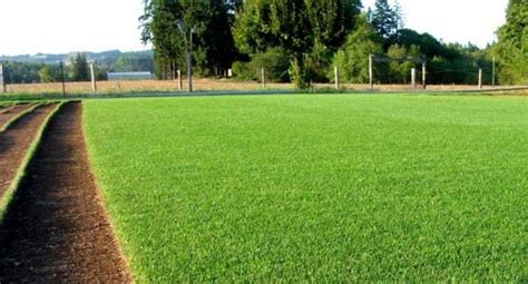 Park Avenue Turfs Blue Rye Sod Blend Is Perfect For Colder Climates