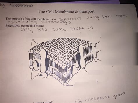 Transport Cell Membrane Test 2 Diagram Quizlet