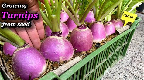 Turnip Seed Planter At Bryan Riggs Blog