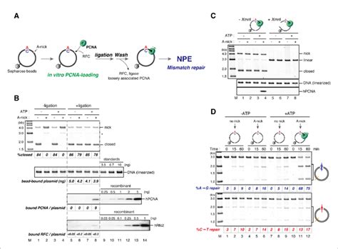 DNA Bound PCNA Bypasses The Requirement Of A Gap For Strand Specific