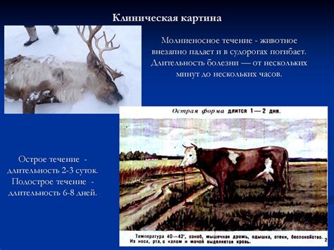 Сибирская язва сельскохозяйственных животных презентация онлайн