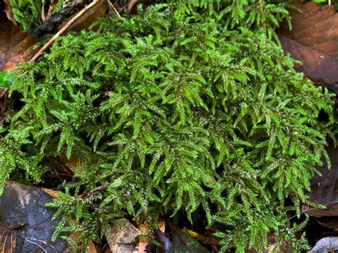 Mofumoss