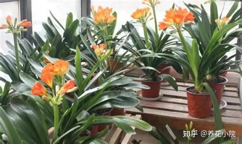 君子兰用种子繁殖，方法很简单，一次能培育十几棵 知乎
