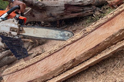작업자는 전기톱으로 작업합니다 전기 톱을 닫습니다 나무 꾼은 전기 톱 나무를 톱 톱 먼지와 움직임으로 나무를 절단 하는 남자 갈색에 대한 스톡 사진 및 기타 이미지 Istock