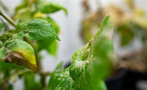 Agrilife Research Leads Collaboration To Address Zebra Chip Disease