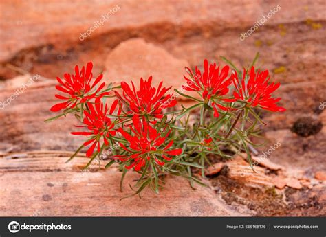 Castilleja Angustifolia Wildflower Also Known Northwestern Indian