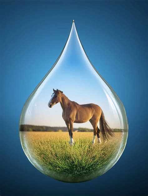 ProteÇÃo Do Bioma Pantanal Isan Rezende