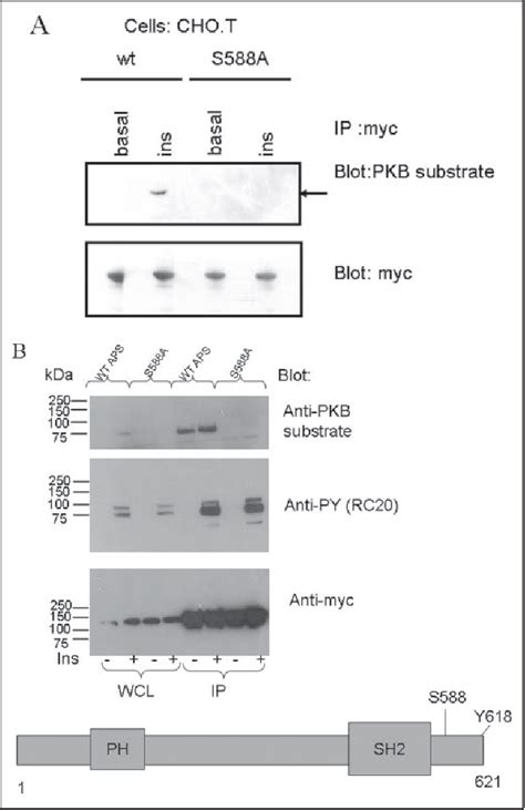 Figure 1 From Cross Talk Between The Two Divergent Insulin Signaling