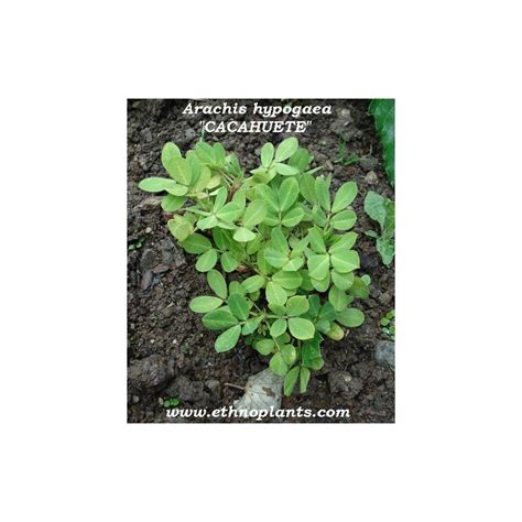 Peanut Seeds Arachis For Sale